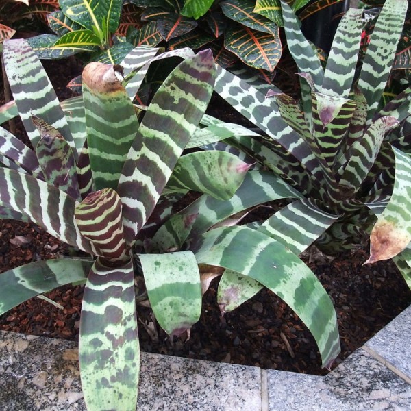 KATALOG ROŚLIN: Frizea lśniąca - Katalog roślin - Sztuka Krajobrazu