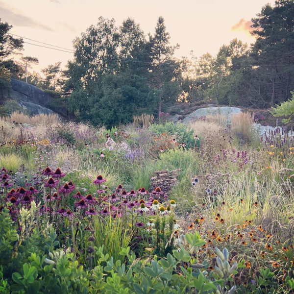 Dziki ogród pełen kolorów - Ogrody w różnych stylach - Sztuka Krajobrazu