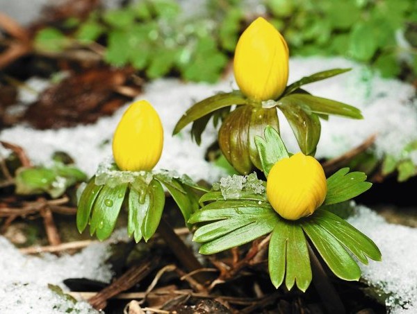 KATALOG ROŚLIN: Rannik zimowy - Katalog roślin - Sztuka Krajobrazu