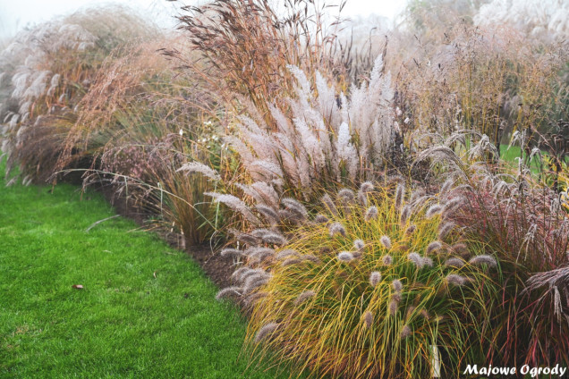 Ogród traw ozdobnych - Ogrody w różnych stylach - Sztuka Krajobrazu