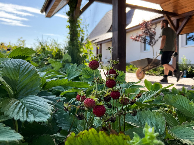 Sielski ogród w Słupsku - Ogrody w różnych stylach - Sztuka Krajobrazu