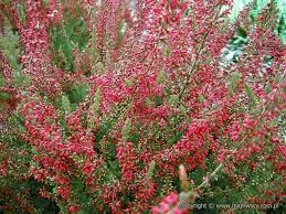 Wrzosy - Ekologia - Sztuka Krajobrazu