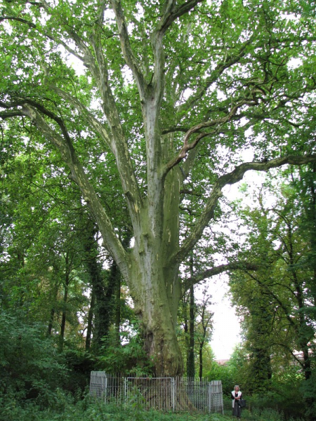 KATALOG ROŚLIN: Platan klonolistny - Katalog roślin - Sztuka Krajobrazu