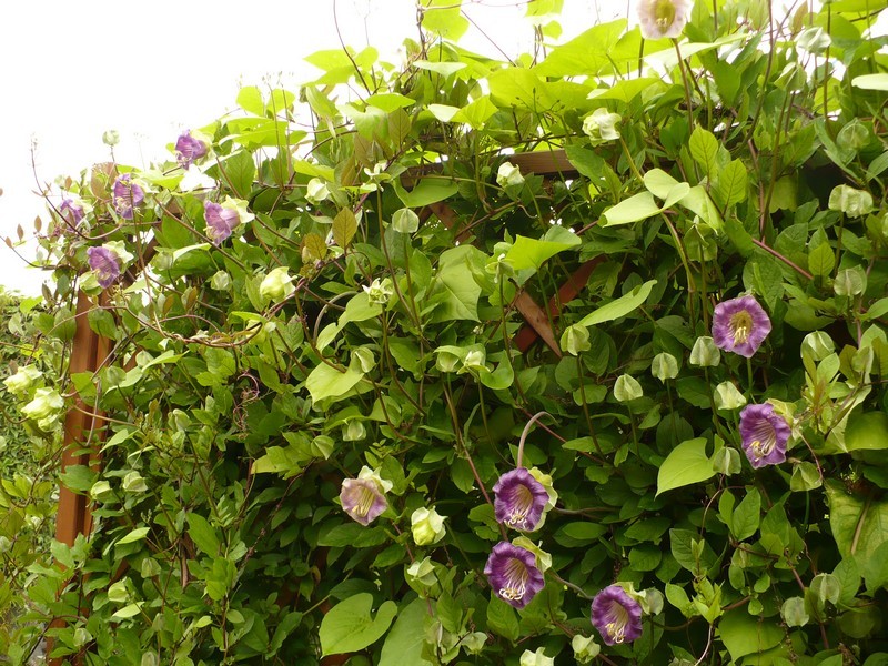 KATALOG ROŚLIN: Kobea pnąca - Katalog roślin - Sztuka Krajobrazu