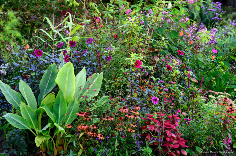 Patthana Garden w irlandzkim Kiltegan - Świat - Sztuka Krajobrazu
