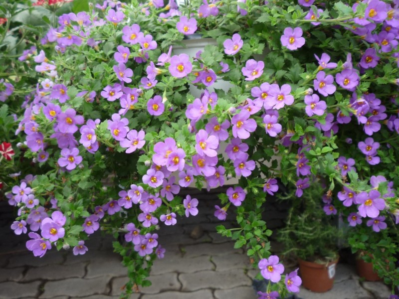 KATALOG ROŚLIN: Bakopa - Katalog roślin - Sztuka Krajobrazu