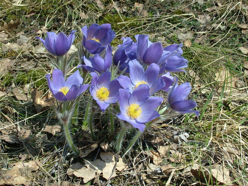 KATALOG ROŚLIN: Sasanka - Katalog roślin - Sztuka Krajobrazu